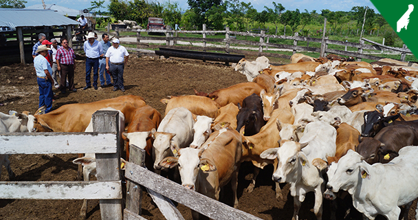 Opinión | Quintana Roo festeja el Día Nacional de la Ganadería ...